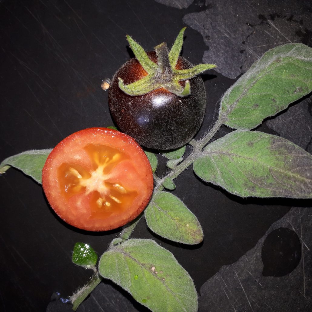 Wooly Kate red – Karierte Tomate