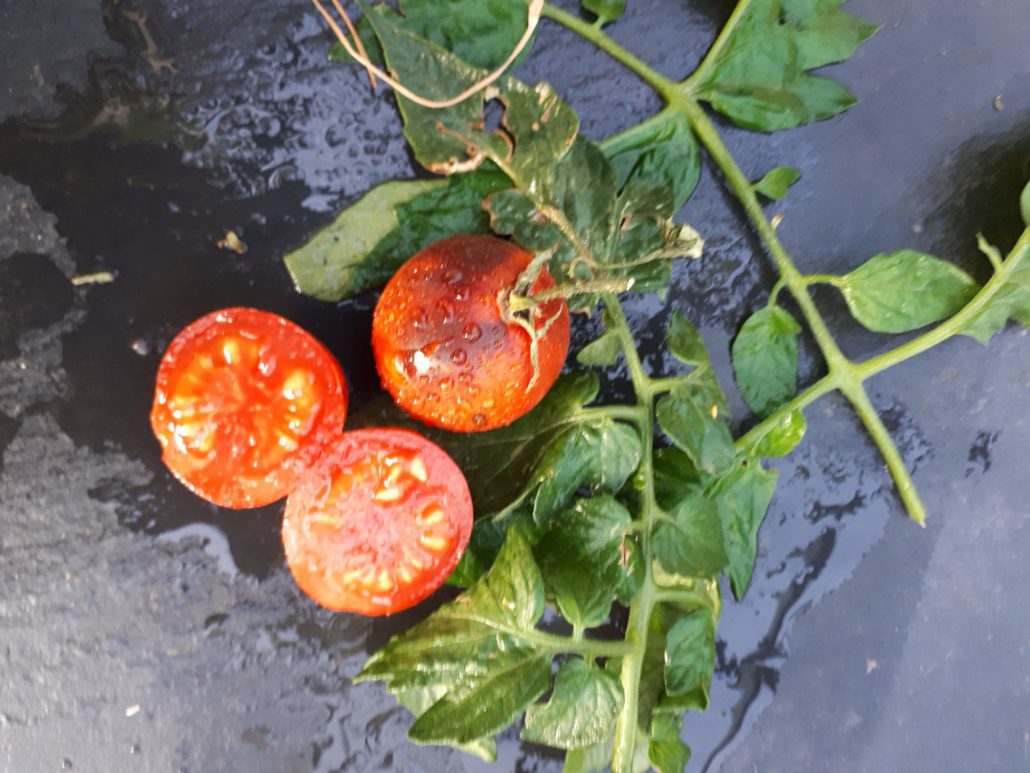 Dwarf Shadow Boxing – Karierte Tomate