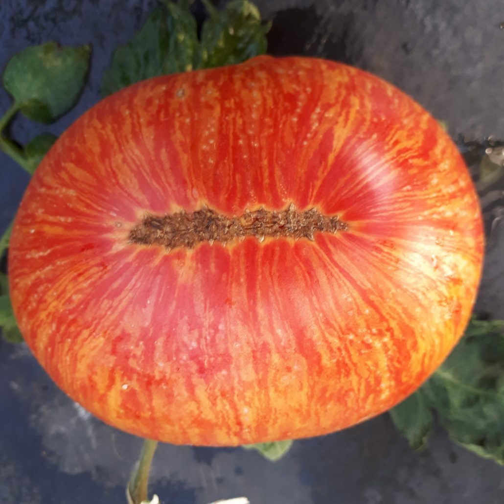 Dwarf Confetti – Karierte Tomate