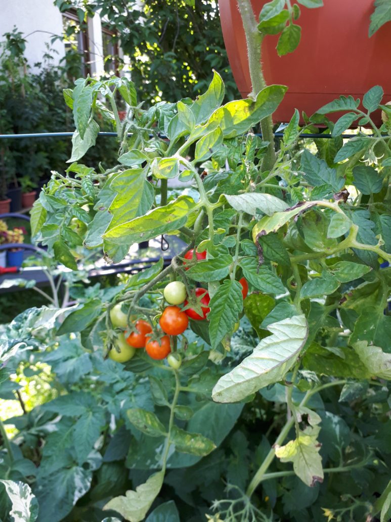 Maskotka – Karierte Tomate