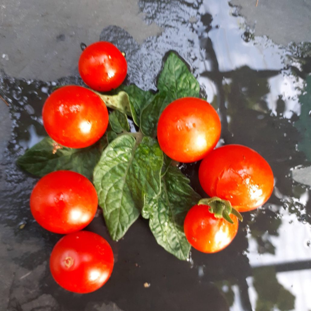 Red Robin – Karierte Tomate