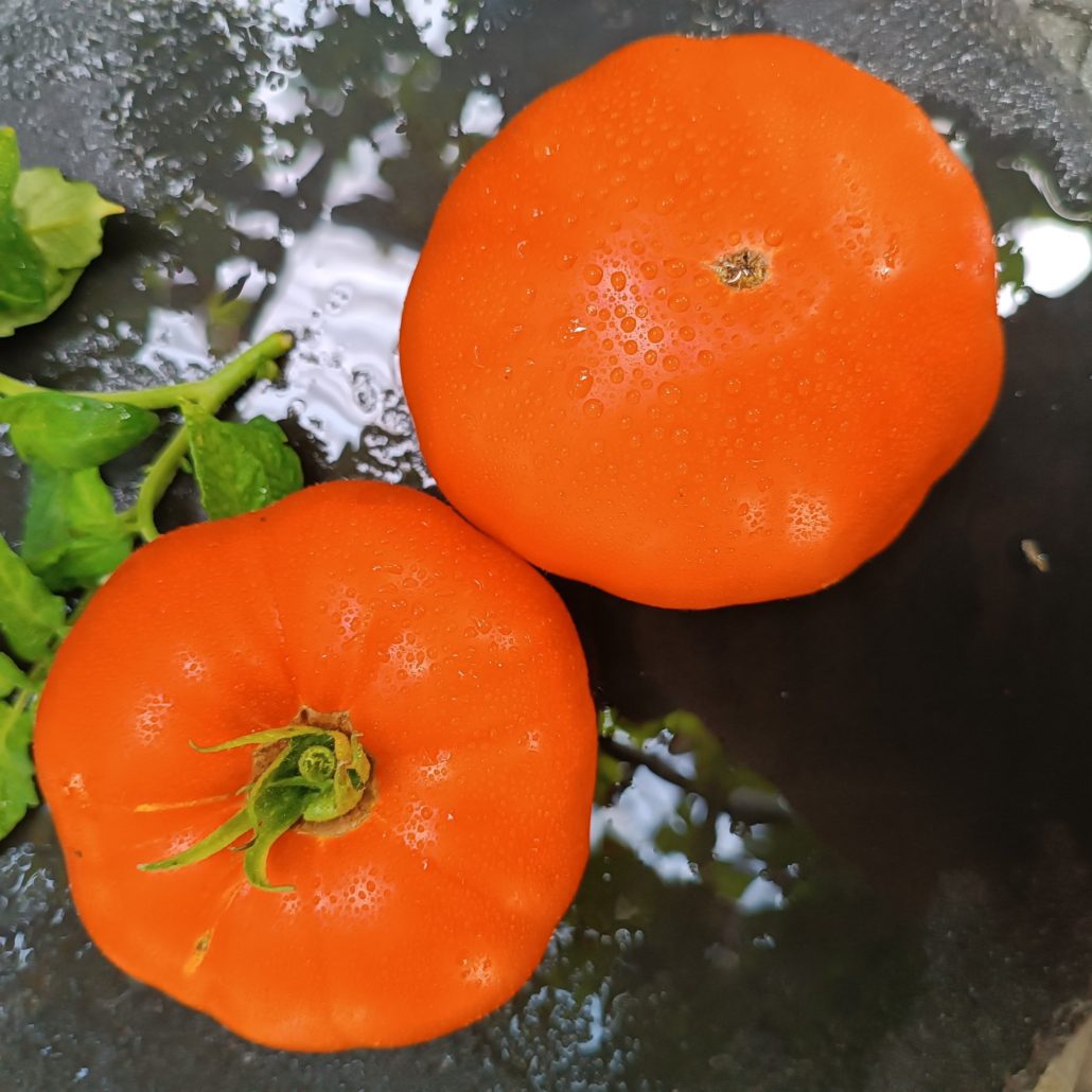 Big Zac – Karierte Tomate