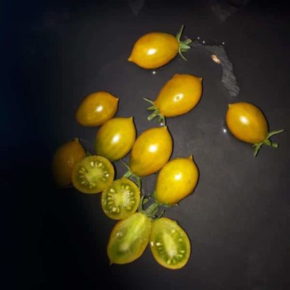 Amber Keyes – Karierte Tomate