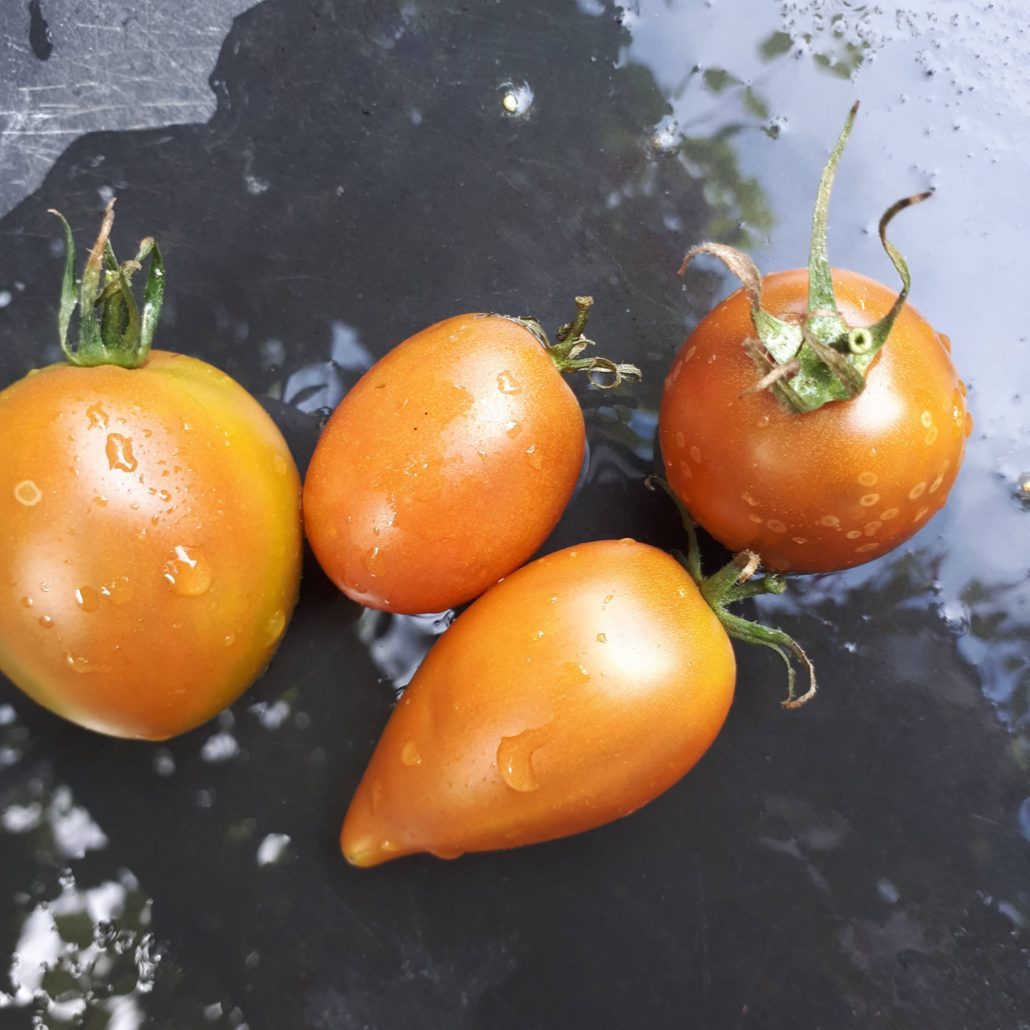 Princess Kate – Karierte Tomate