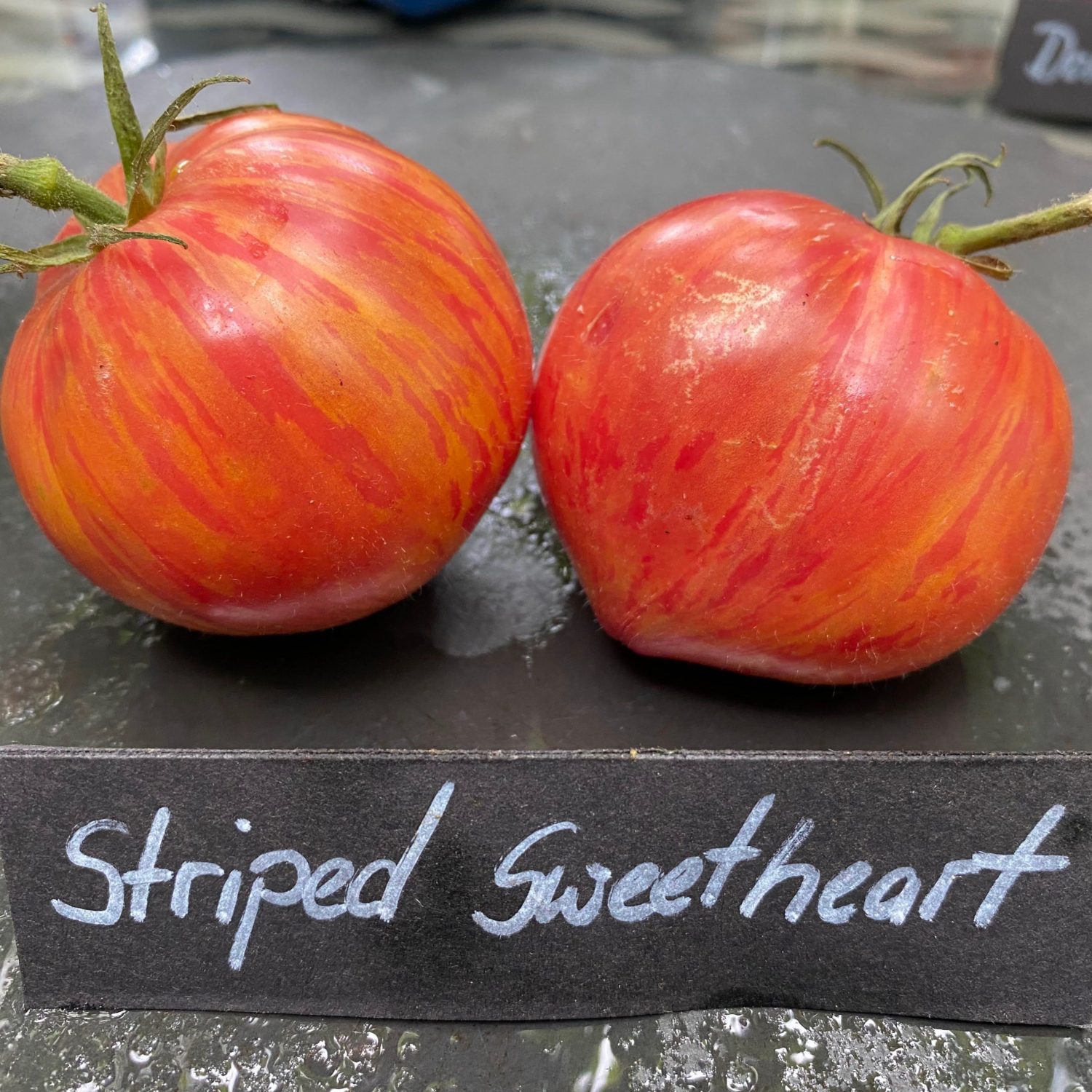 Philamina – Karierte Tomate